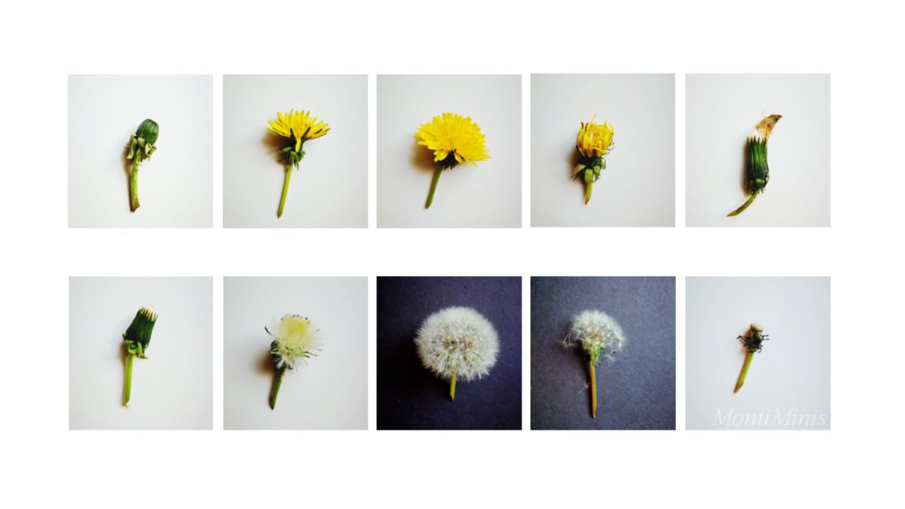 Themenwoche: Vom Löwenzahn zur Pusteblume (inkl. Download) - Montessori ...